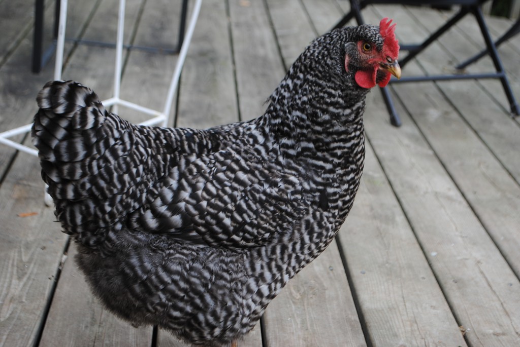 Spinach, Mushroom & Parmesan Frittata - Cat Can Cook